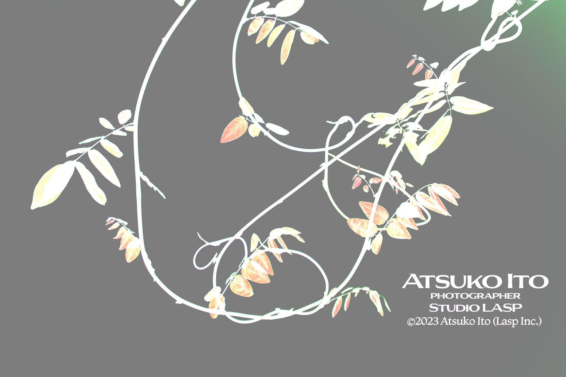 フォトアーティスト ATSUKO☆ITO | 人間の美しさを導き出すプロの写真技術 | 都内 柴又のフォトスタジオ・Lasp舞台写真株式会社 Studio LASP